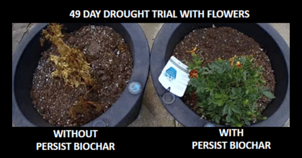 Trial Results - Persist