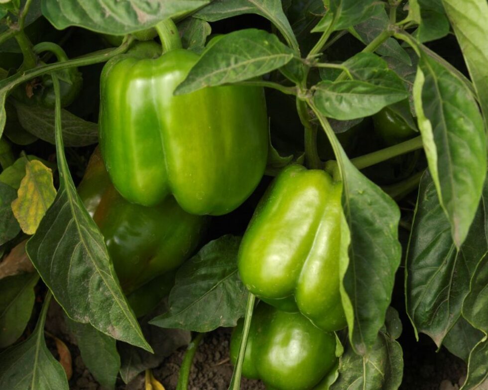 Micronized Biochar - Persist